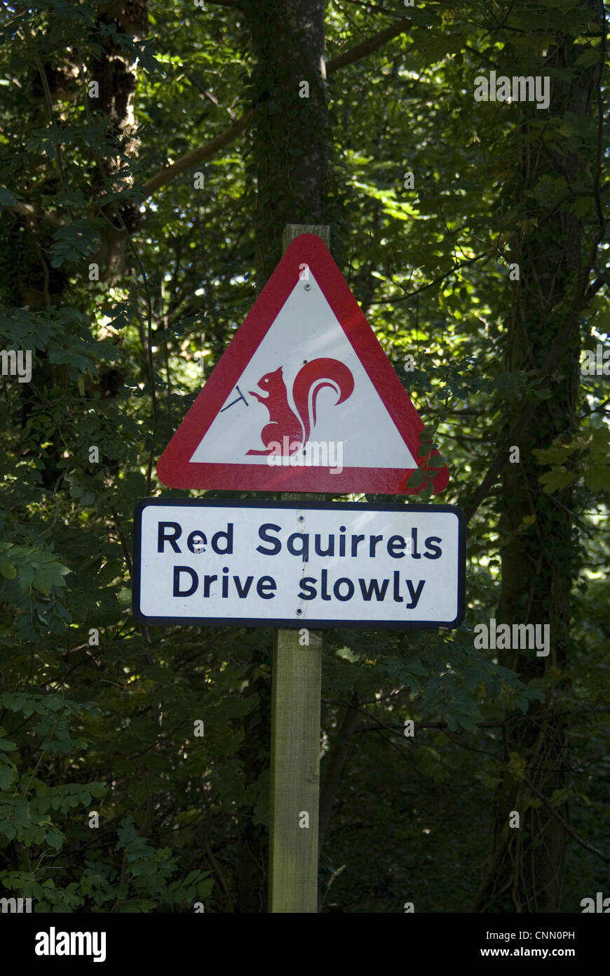Road Sign Warning Red Squirrels High Resolution Stock Photography and ...