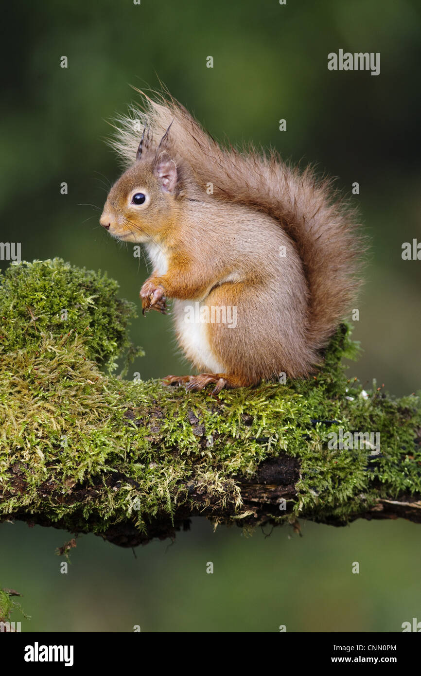 Eurasian Red Squirrel (Sciurus vulgaris) adult, sitting on moss covered ...