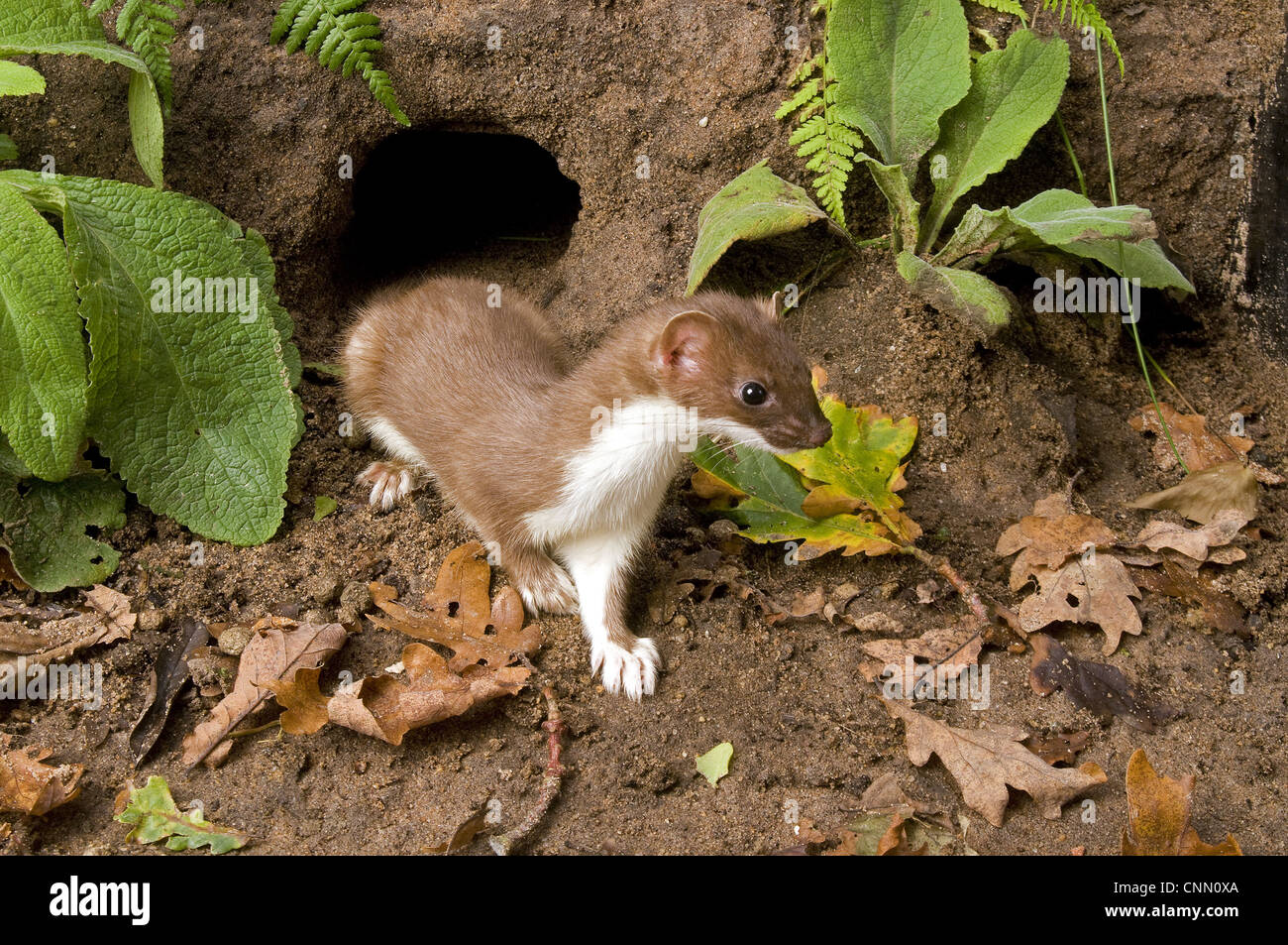 Stoat Kit Kits And Rabbits