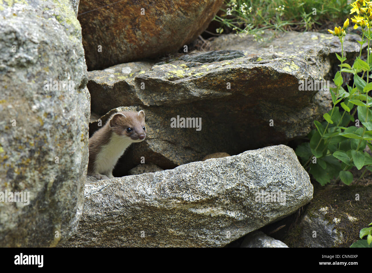Stoat (Mustela erminea) adult, hunting amongst rocks, Italy, july Stock ...