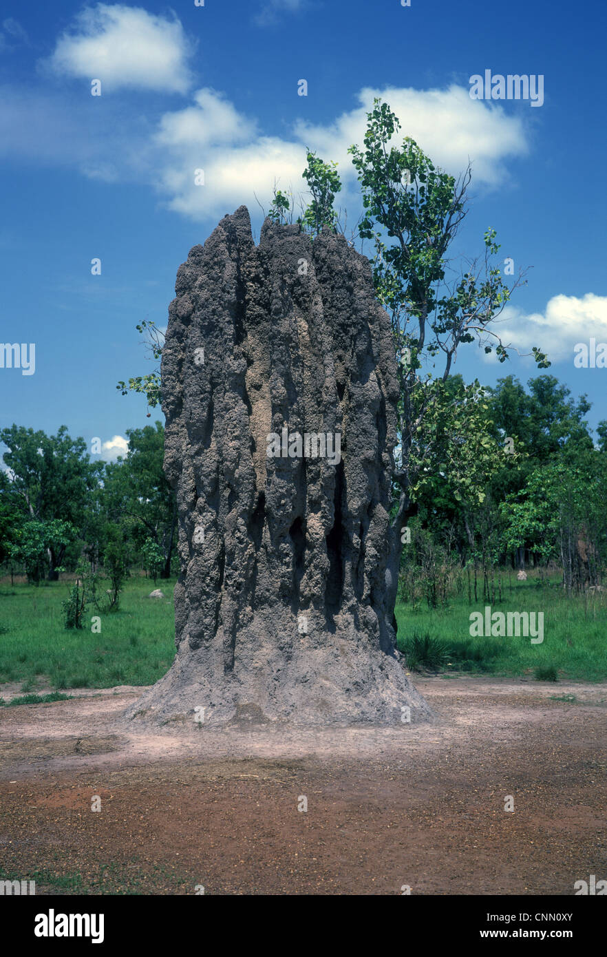 Australia - Termite Tower showing fin like construction which helps ...