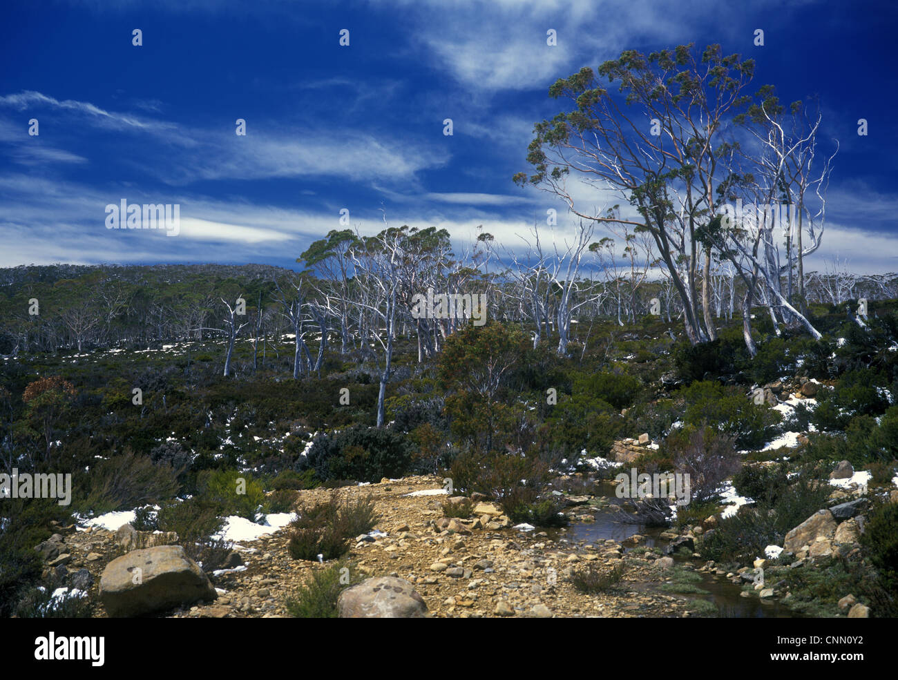 Australia Alpine habitat at Mt. Field National Park on Tasmania ...