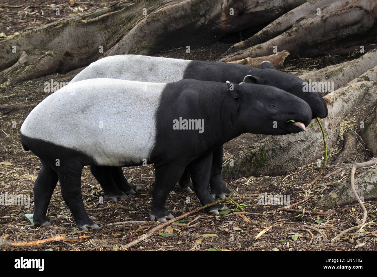 Malayan Tapir (Tapirus indicus) adult pair, feeding (captive Stock ...