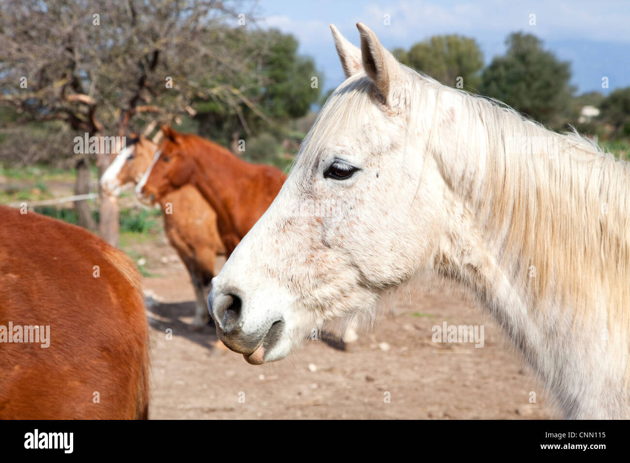 White horse horses italy hi-res stock photography and images - Alamy