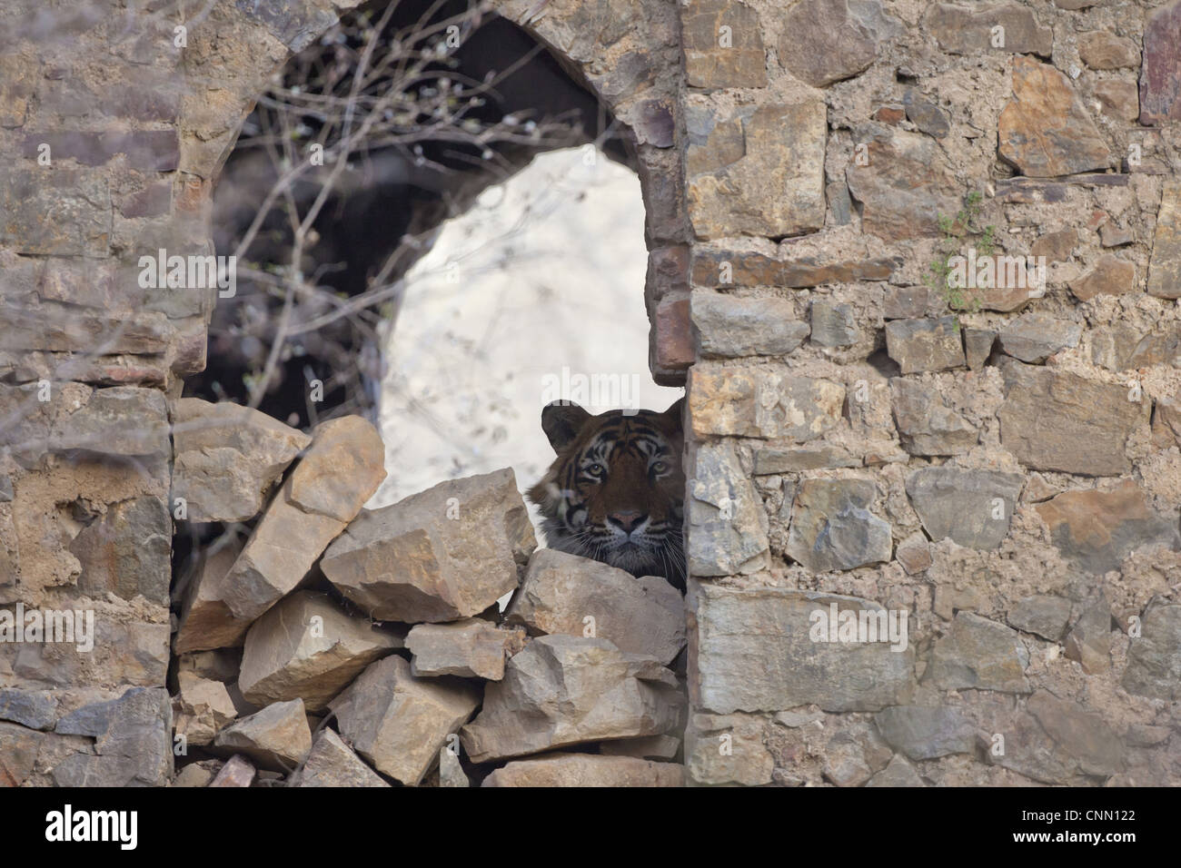 Indian Tiger (Panthera tigris) adult, resting in ruin of historic ...