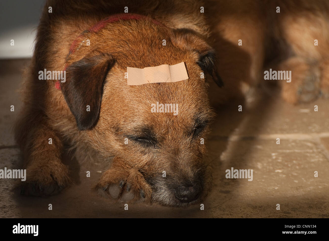 Small dog sleeping with a plaster on its head Stock Photo - Alamy