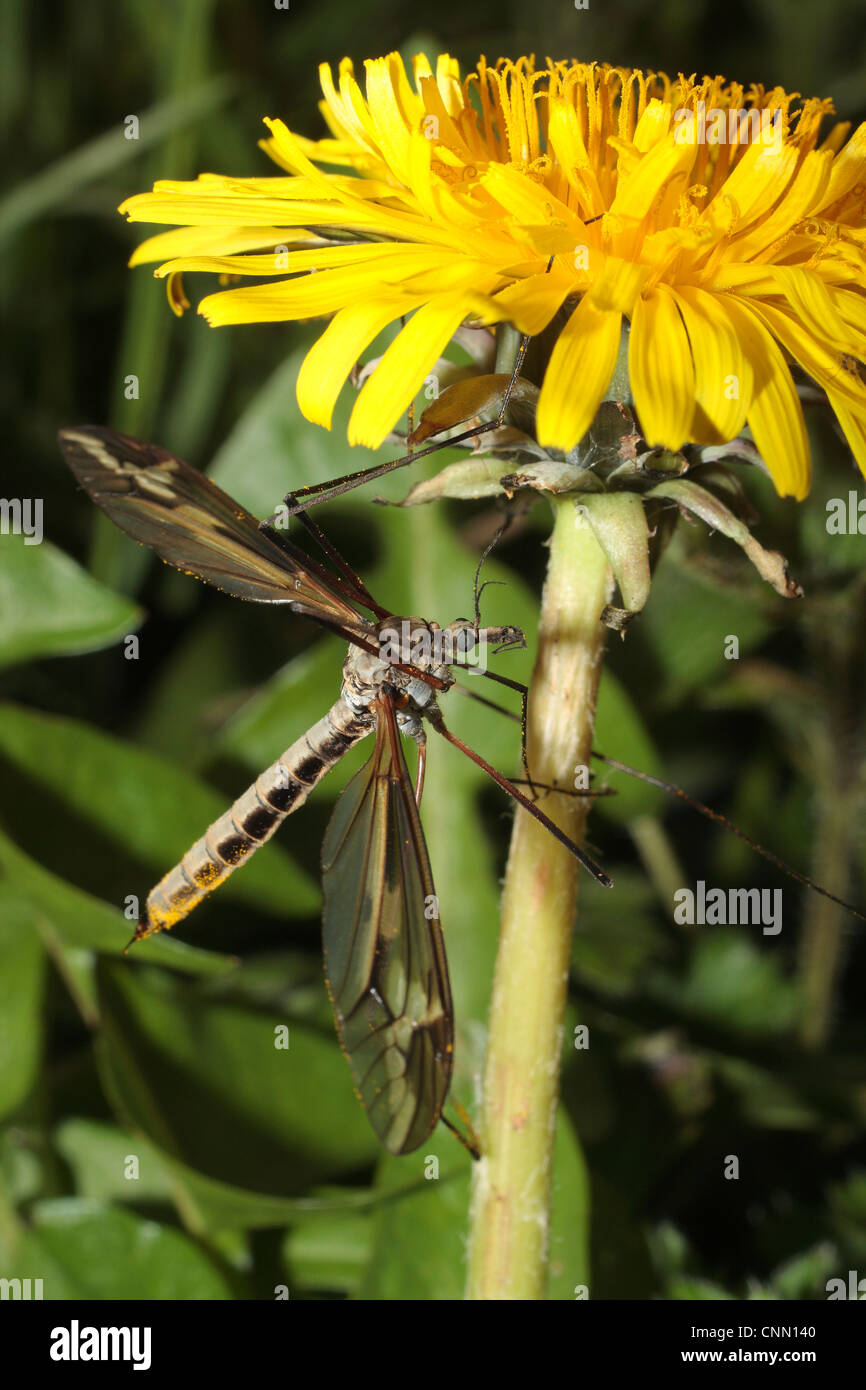 Cranefly head and thorax hi-res stock photography and images - Alamy