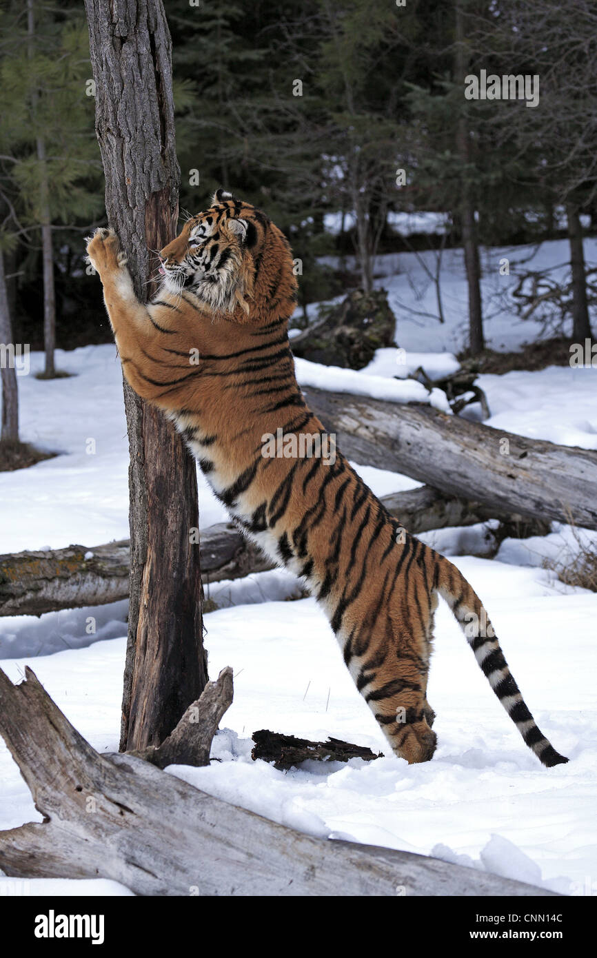 Tiger marking tree High Resolution Stock Photography and Images - Alamy