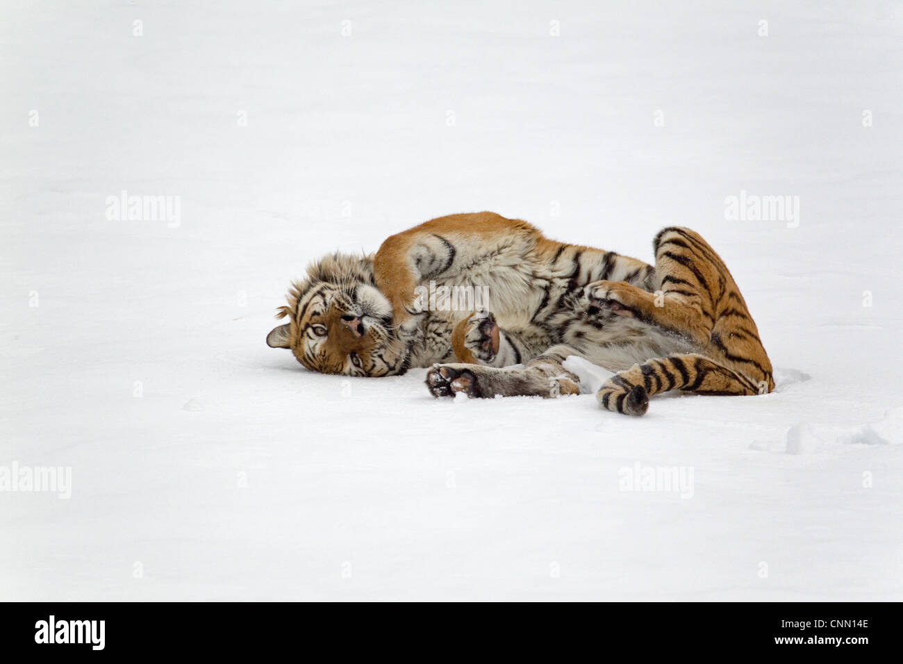 Siberian Tiger (Panthera tigris altaica) adult, rolling in snow, winter (captive Stock Photo - Alamy