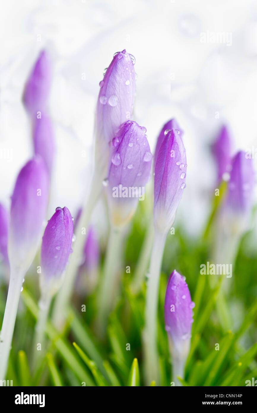 Purple Crocus & Water Droplets Stock Photo - Alamy