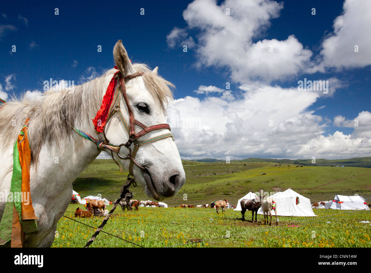 China horse riding hi-res stock photography and images - Alamy