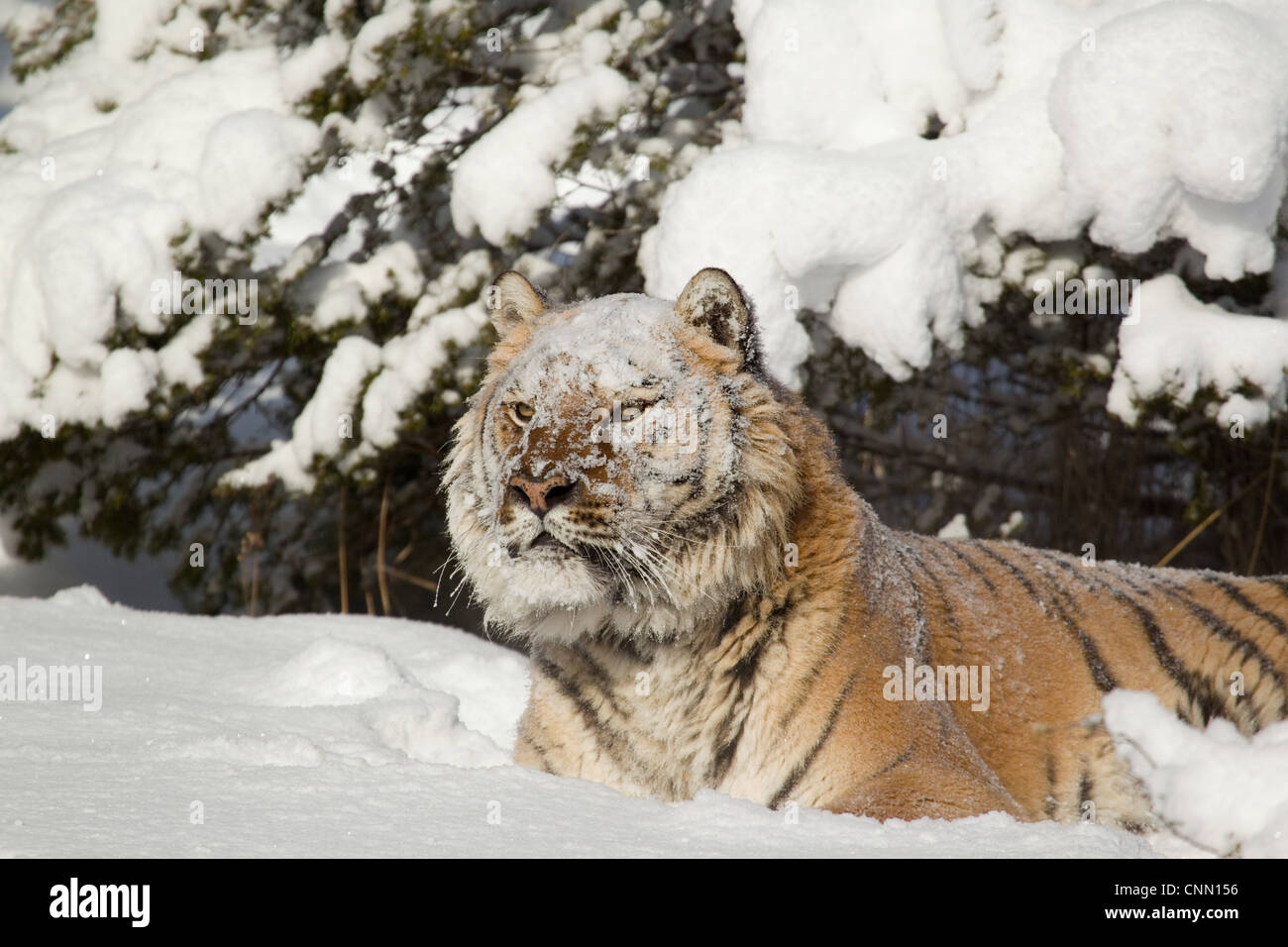 Siberian Tiger (Panthera tigris altaica) adult, with snow on head, resting in snow, winter ...