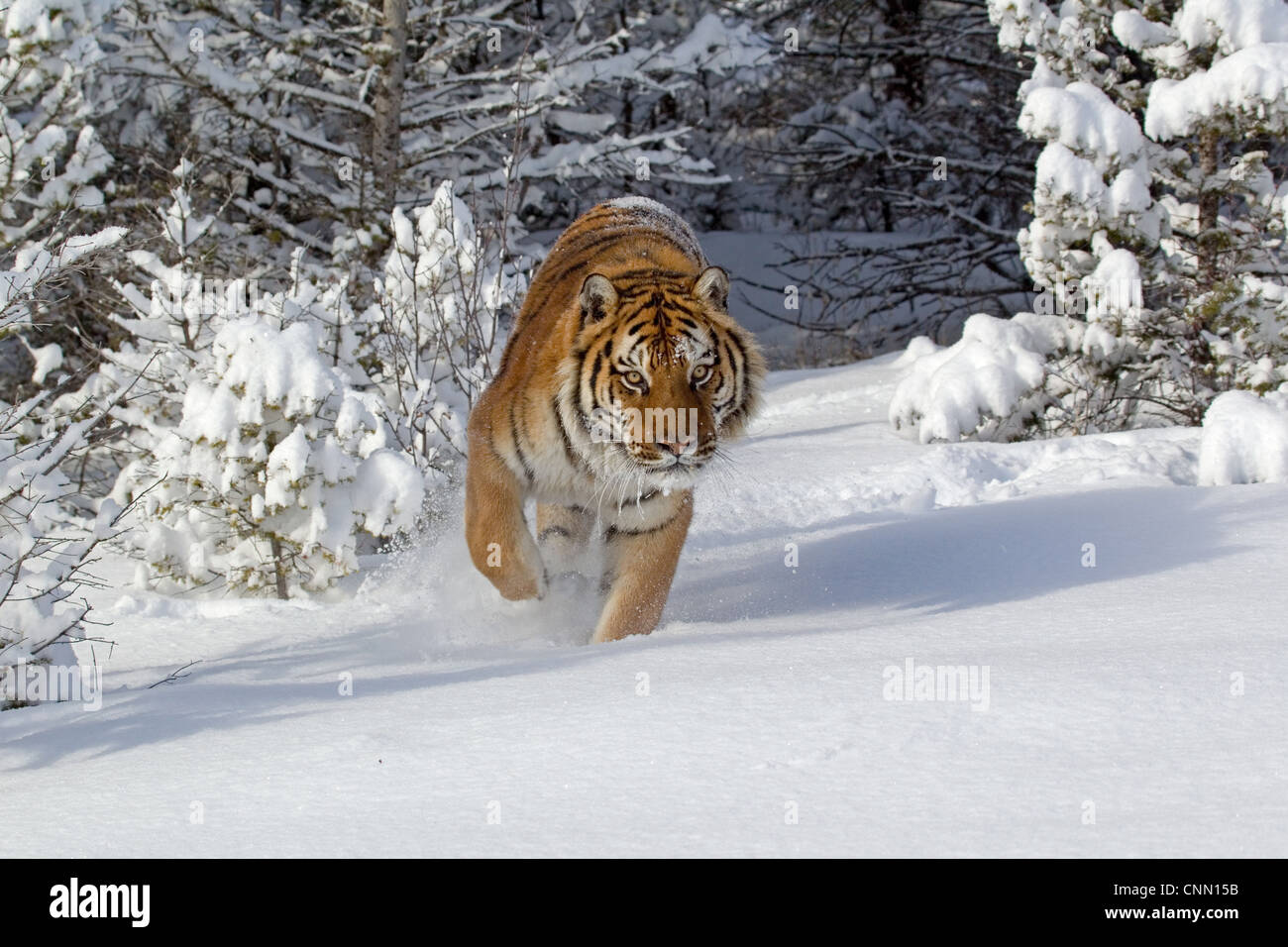Siberian Tiger (Panthera tigris altaica) adult, walking in snow, winter (captive Stock Photo - Alamy