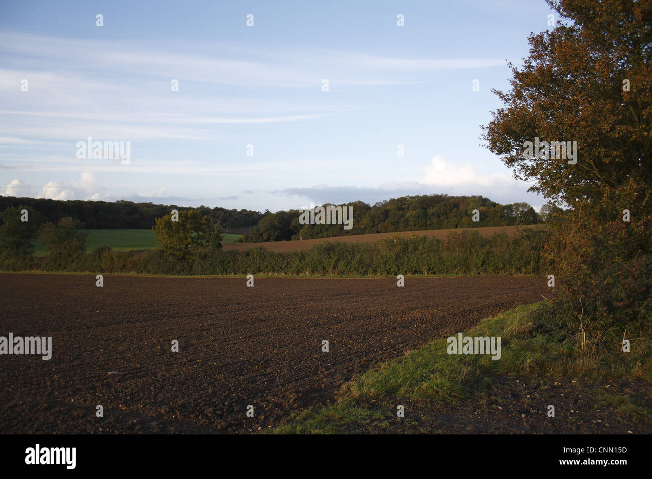 View of cultivated arable fields, hedgerows and woods at dusk, Gipping ...
