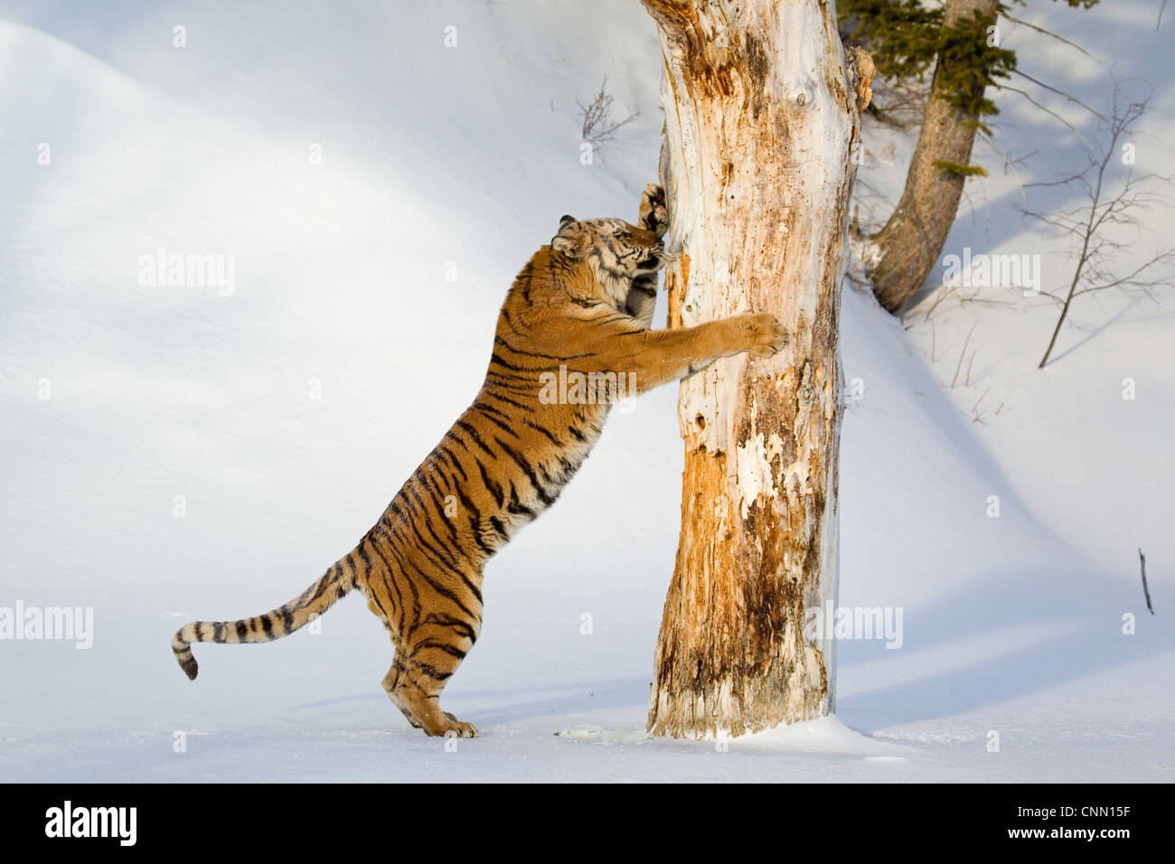 Trunk tree animal scratch marks hi-res stock photography and images - Alamy