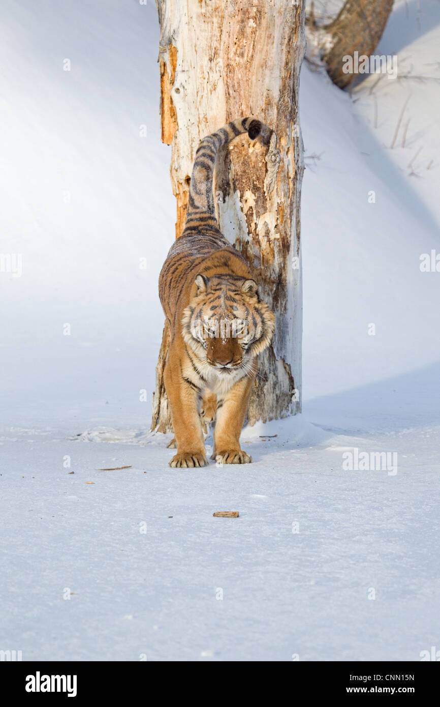 Siberian Tiger (Panthera tigris altaica) adult male, scent marking tree trunk in snow, winter ...