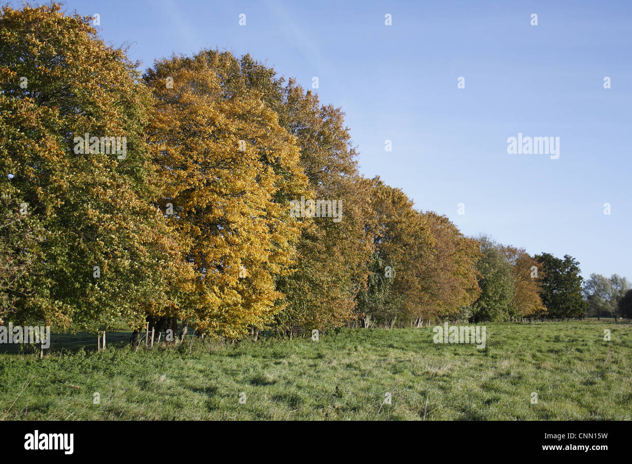 Mature hedgerow trees, growing at edge of unimproved wet grazing meadow ...