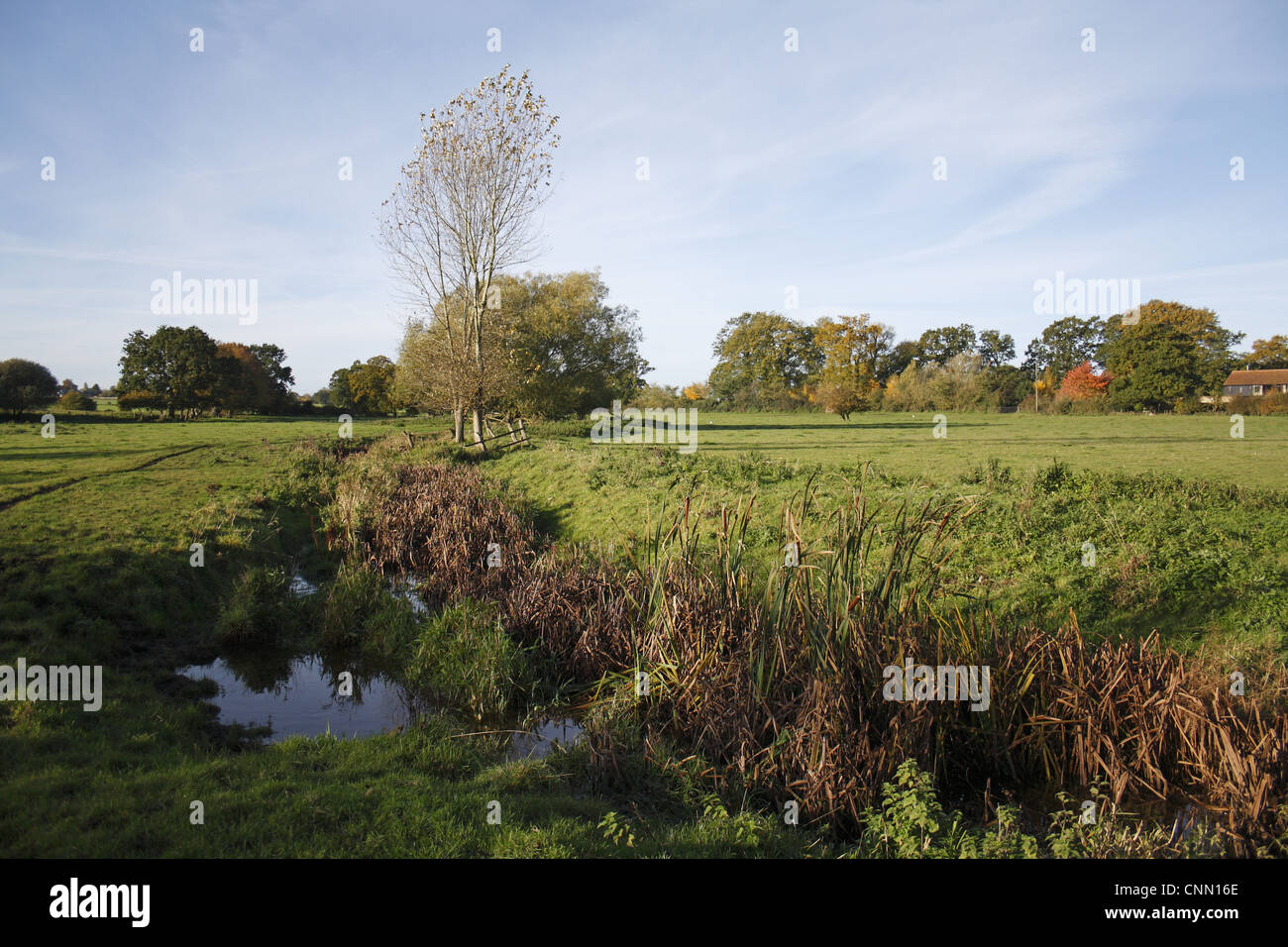 View of unimproved wet grazing meadow, River Dove, Thornham Magna ...