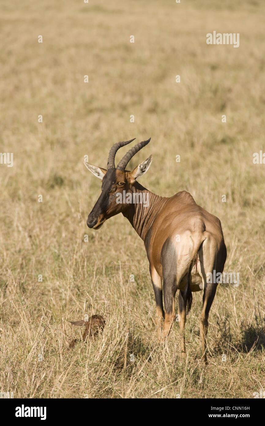 Topi (Damaliscus lunatus) adult female, standing beside calf resting in ...
