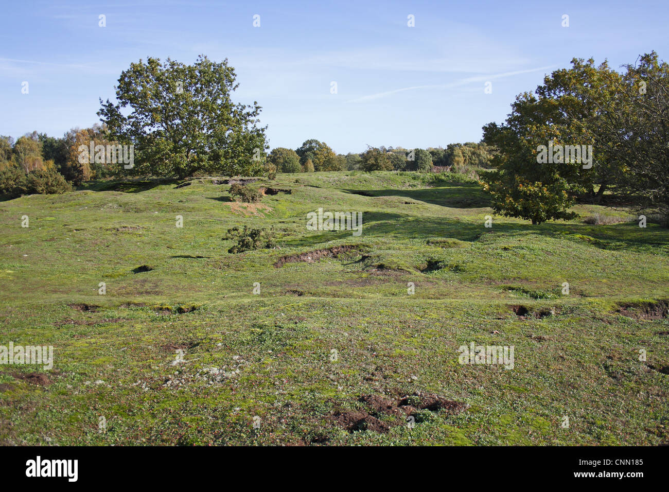 View of undulating habitat on lowland heathland reserve, Wortham Ling ...