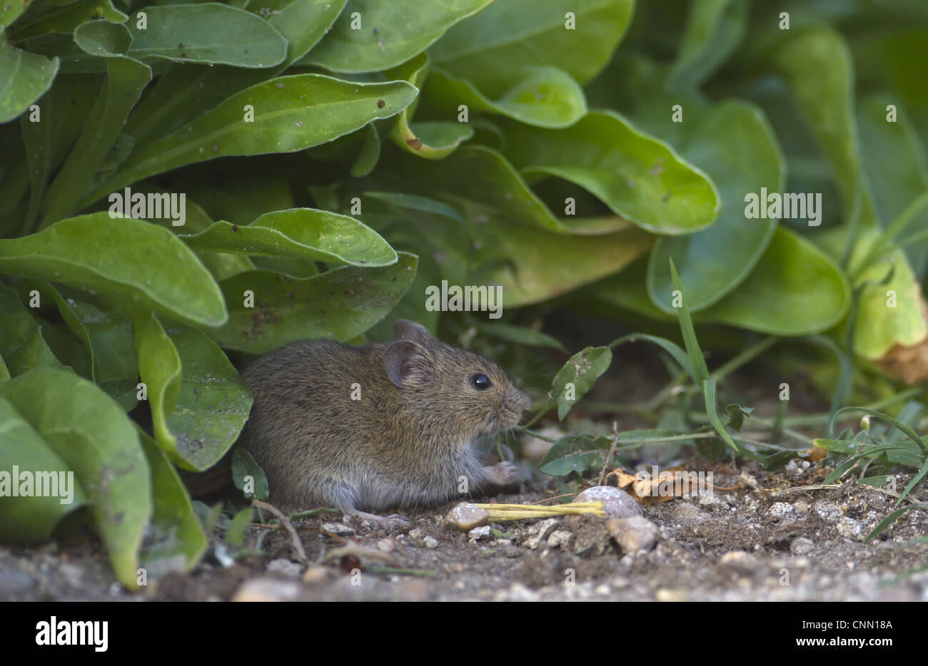 Rodent spain spanish wildlife hi-res stock photography and images - Alamy