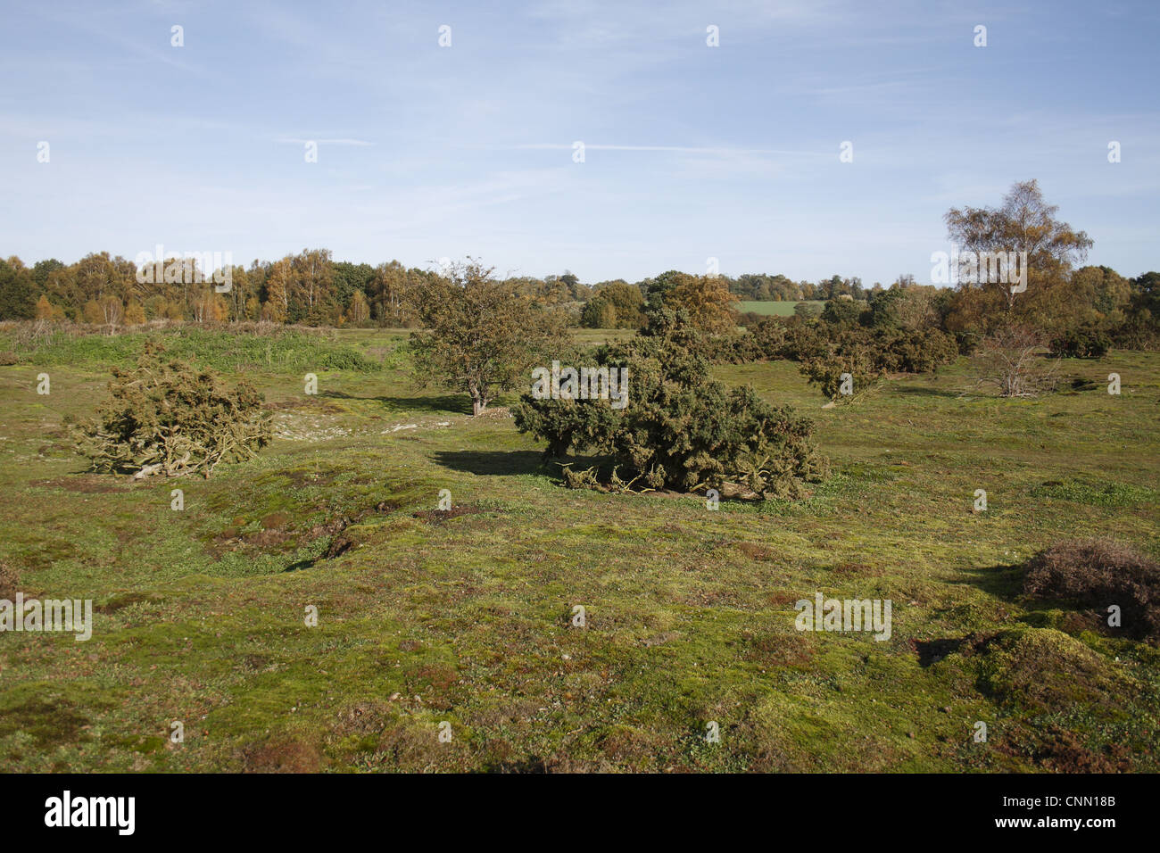 View of habitat on lowland heathland reserve, Wortham Ling, Suffolk ...