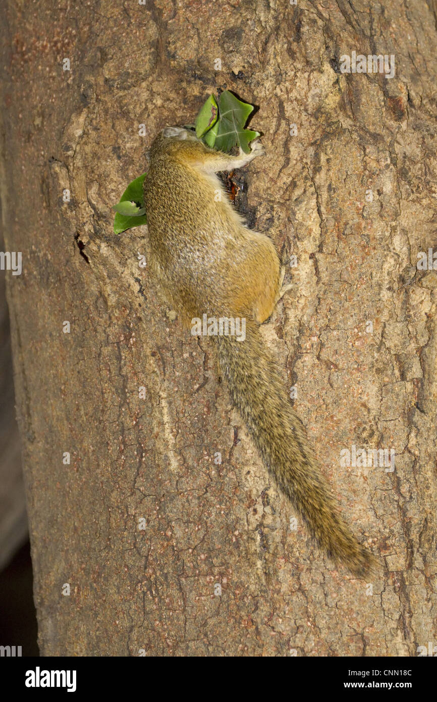 South African Tree Squirrel Paraxerus cepapi adult carrying nesting ...