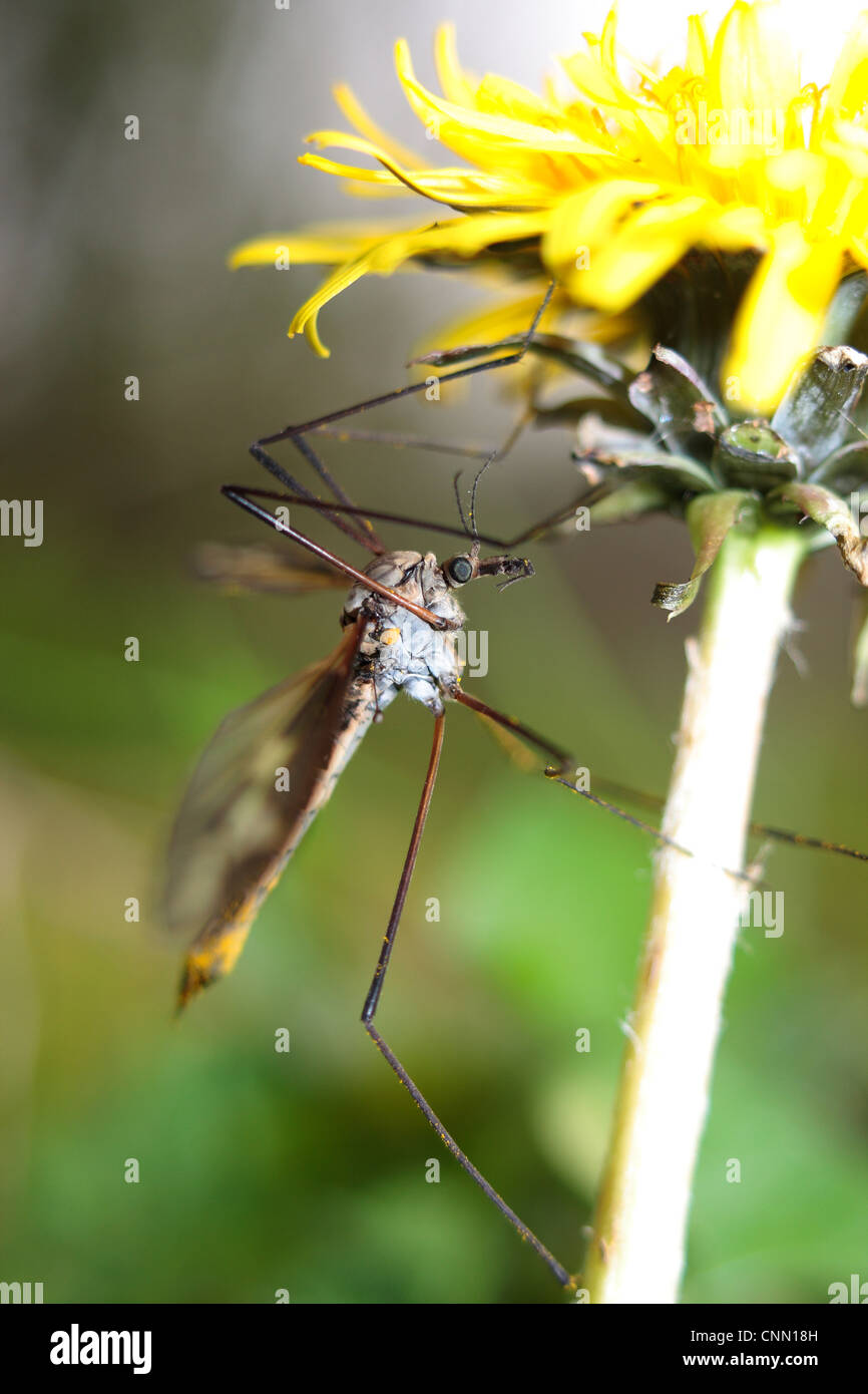 Cranefly or Daddy Long Legs Stock Photo - Alamy