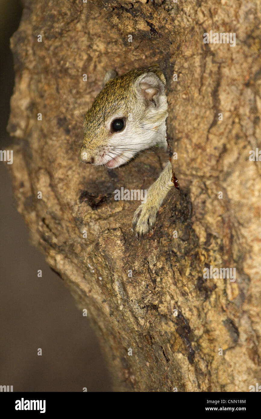 South African Tree Squirrel (Paraxerus cepapi) adult, looking out from ...