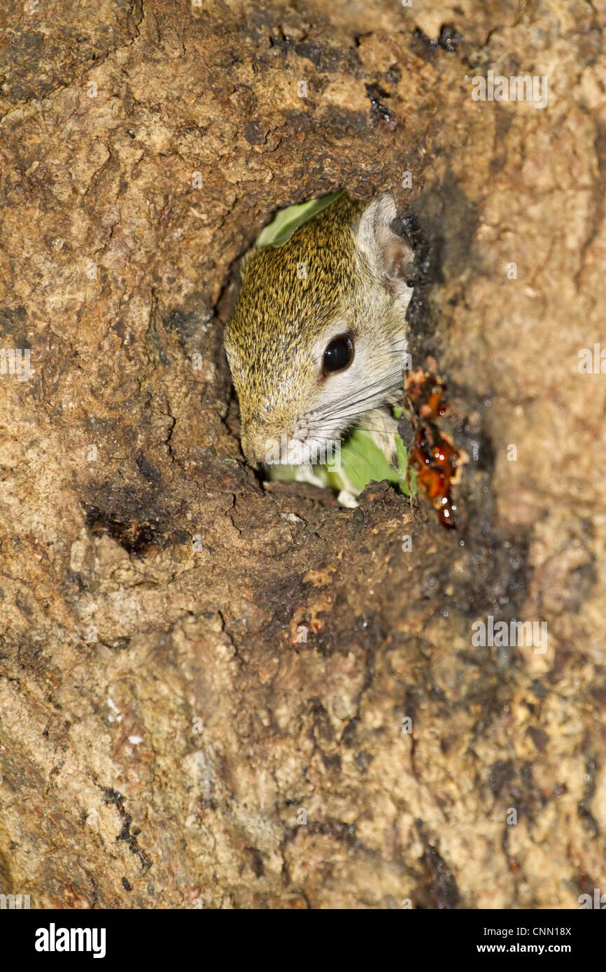 South African Tree Squirrel (Paraxerus cepapi) adult, looking out from ...