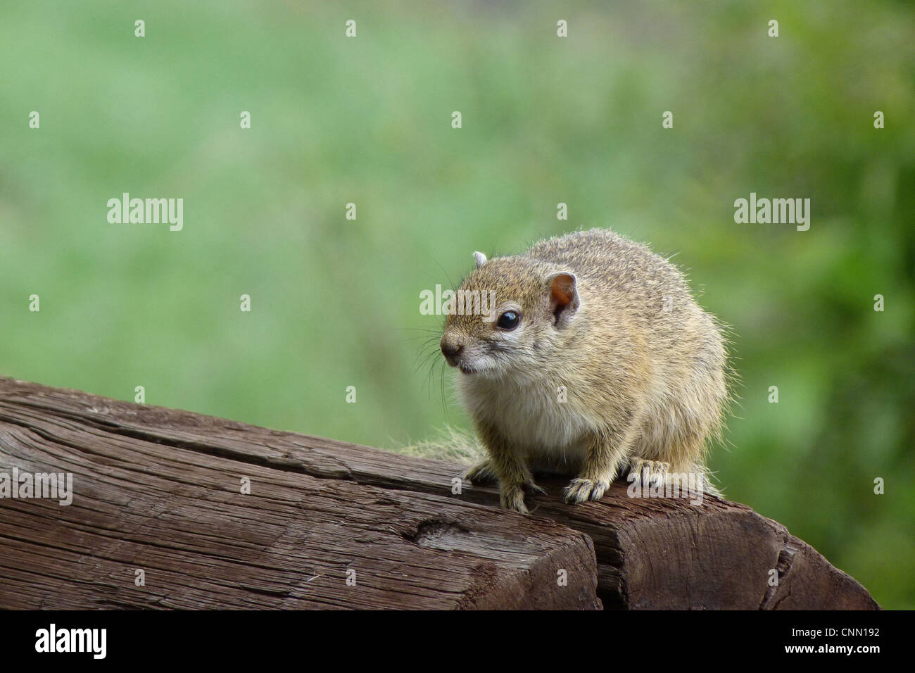 South African Tree Squirrel (Paraxerus cepapi) adult, sitting on log ...