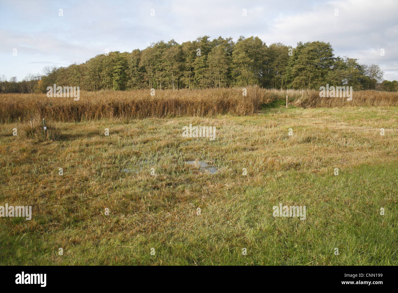 Cut reed bed wildlife hi-res stock photography and images - Alamy