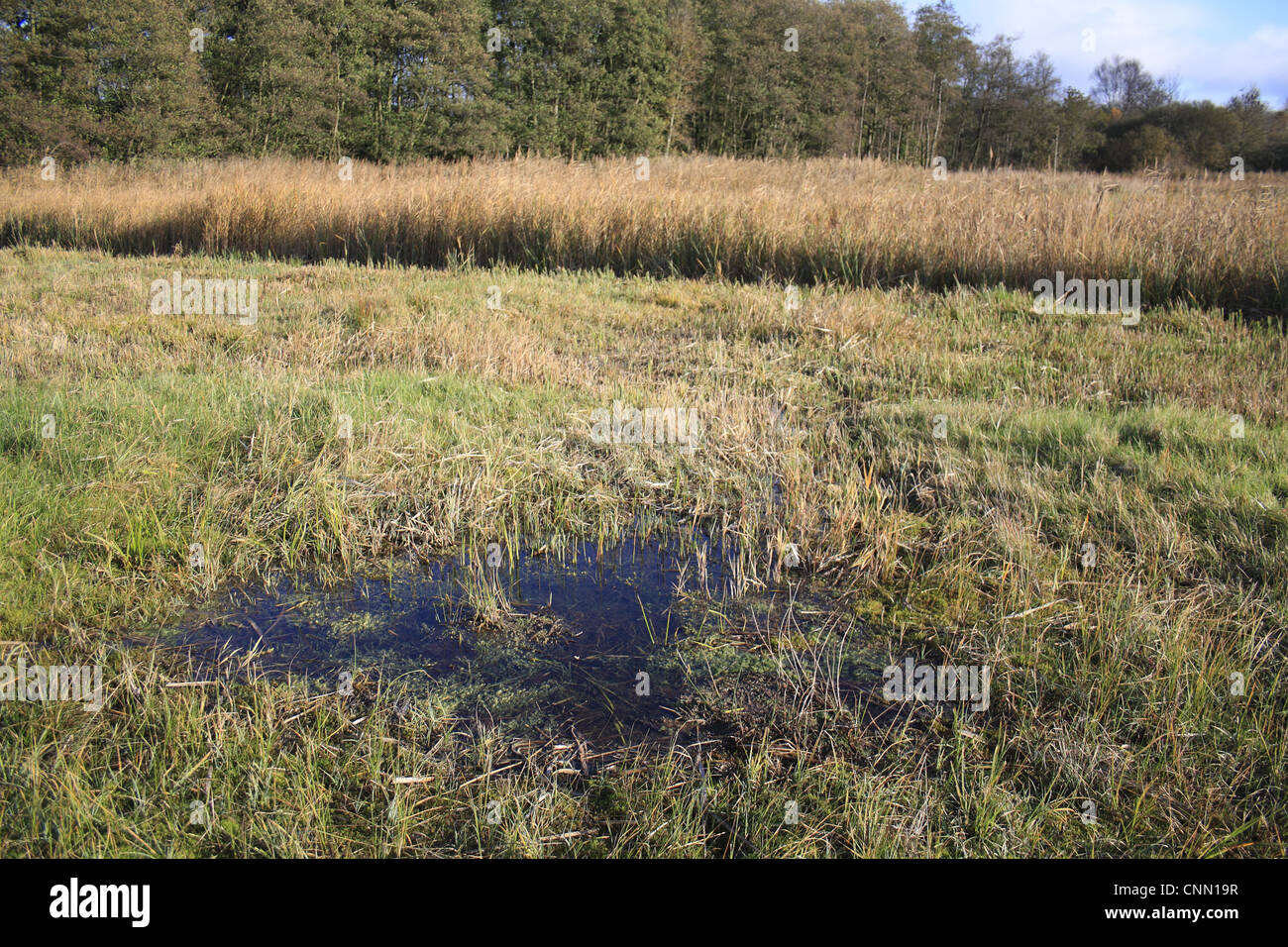 View of cut sedge and reedbed habitat, in valley fen reserve, Market ...