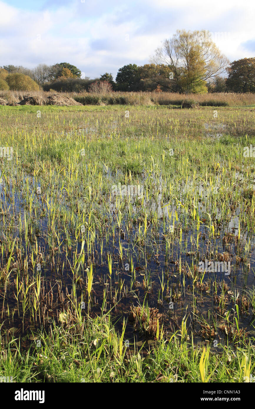 View of cut reedbed habitat with new shoots, in valley fen reserve ...