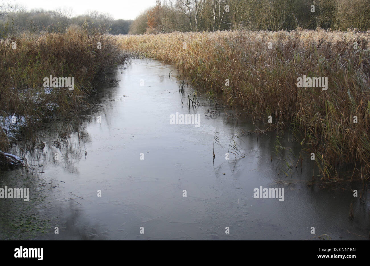 Ice covered river in river valley fen River Waveney Redgrave Lopham Fen ...