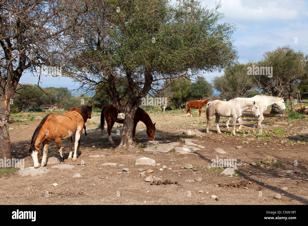 Horse riding sardinia hi-res stock photography and images - Alamy