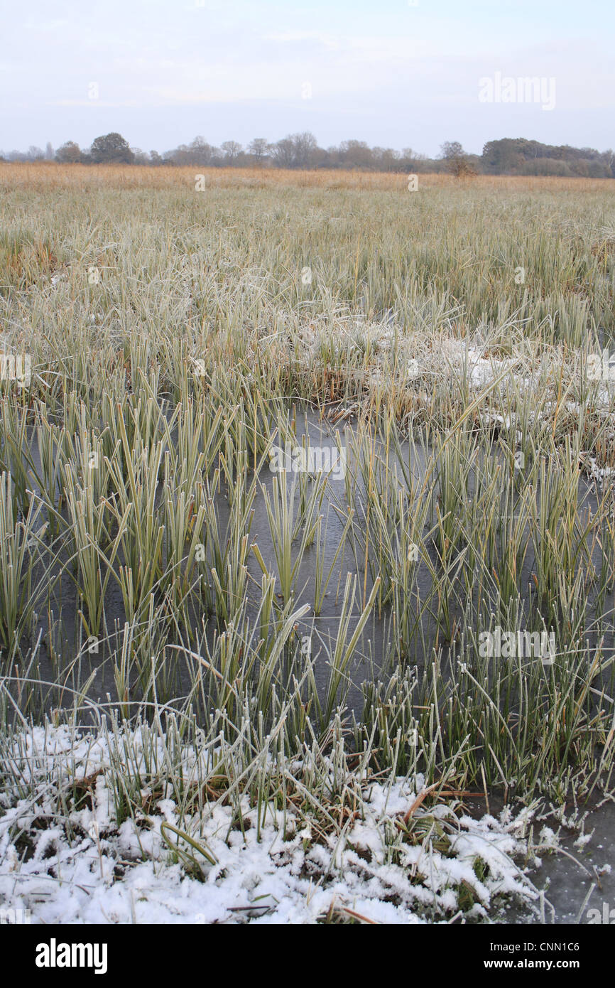 Frozen fens hi-res stock photography and images - Alamy
