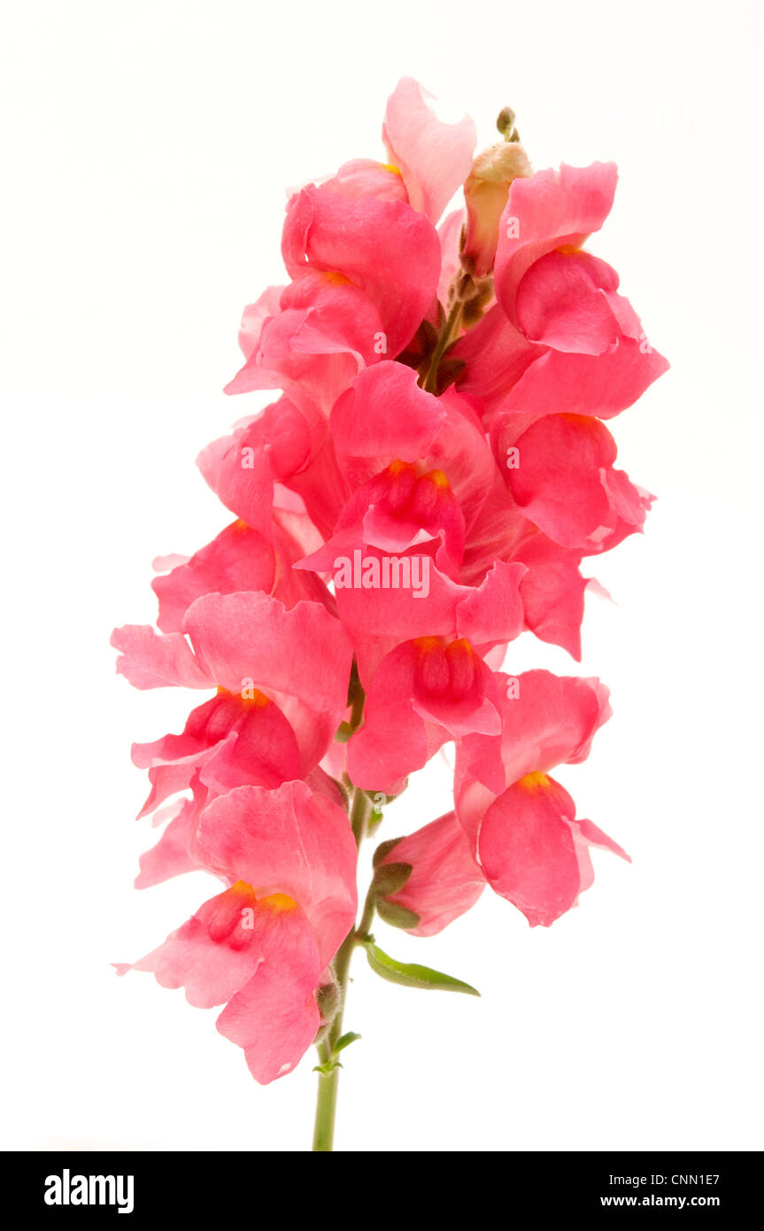 Common Snapdragon on a white background Stock Photo - Alamy