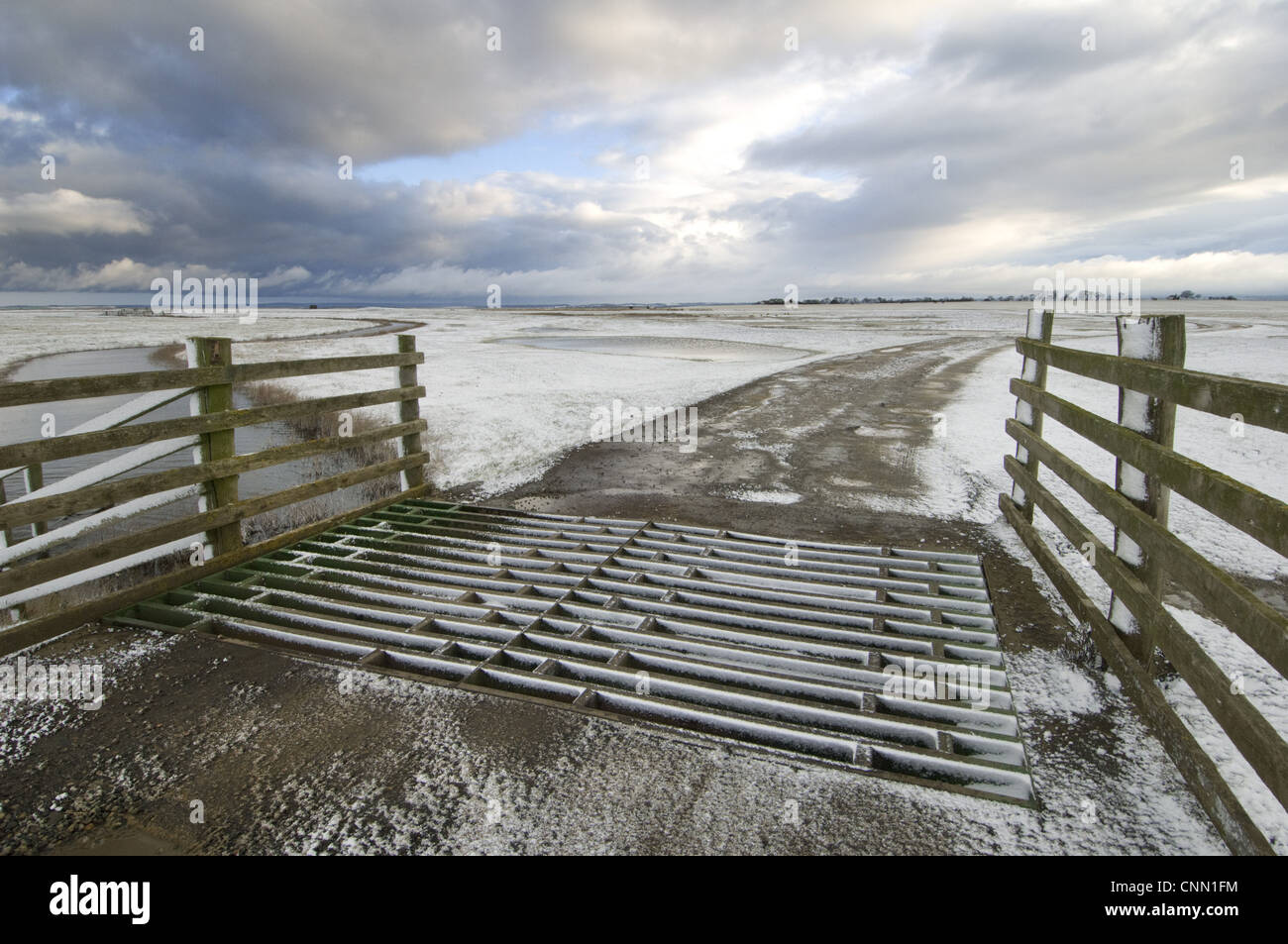 Cattle grid grazing marsh habitat in snow Elmley Marshes N.N.R North ...