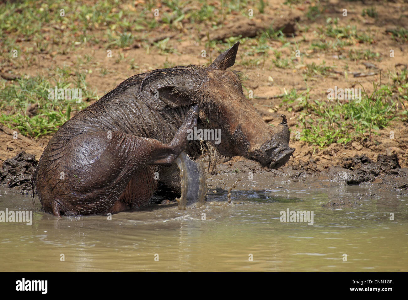 Warthogs Wallows In Mud High Resolution Stock Photography and Images ...