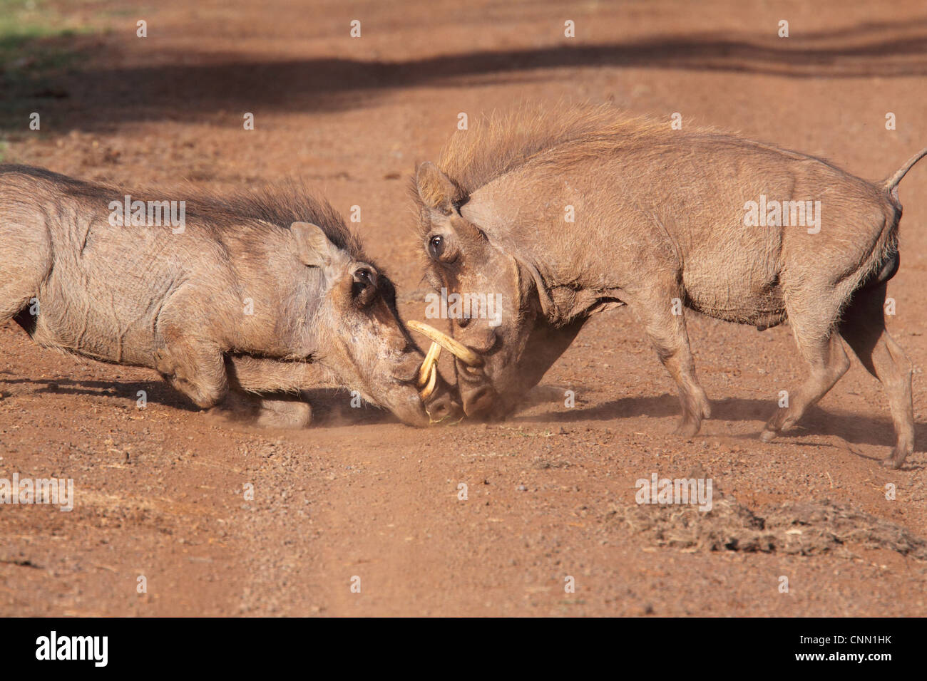 Two male warthog fighting hi-res stock photography and images - Alamy