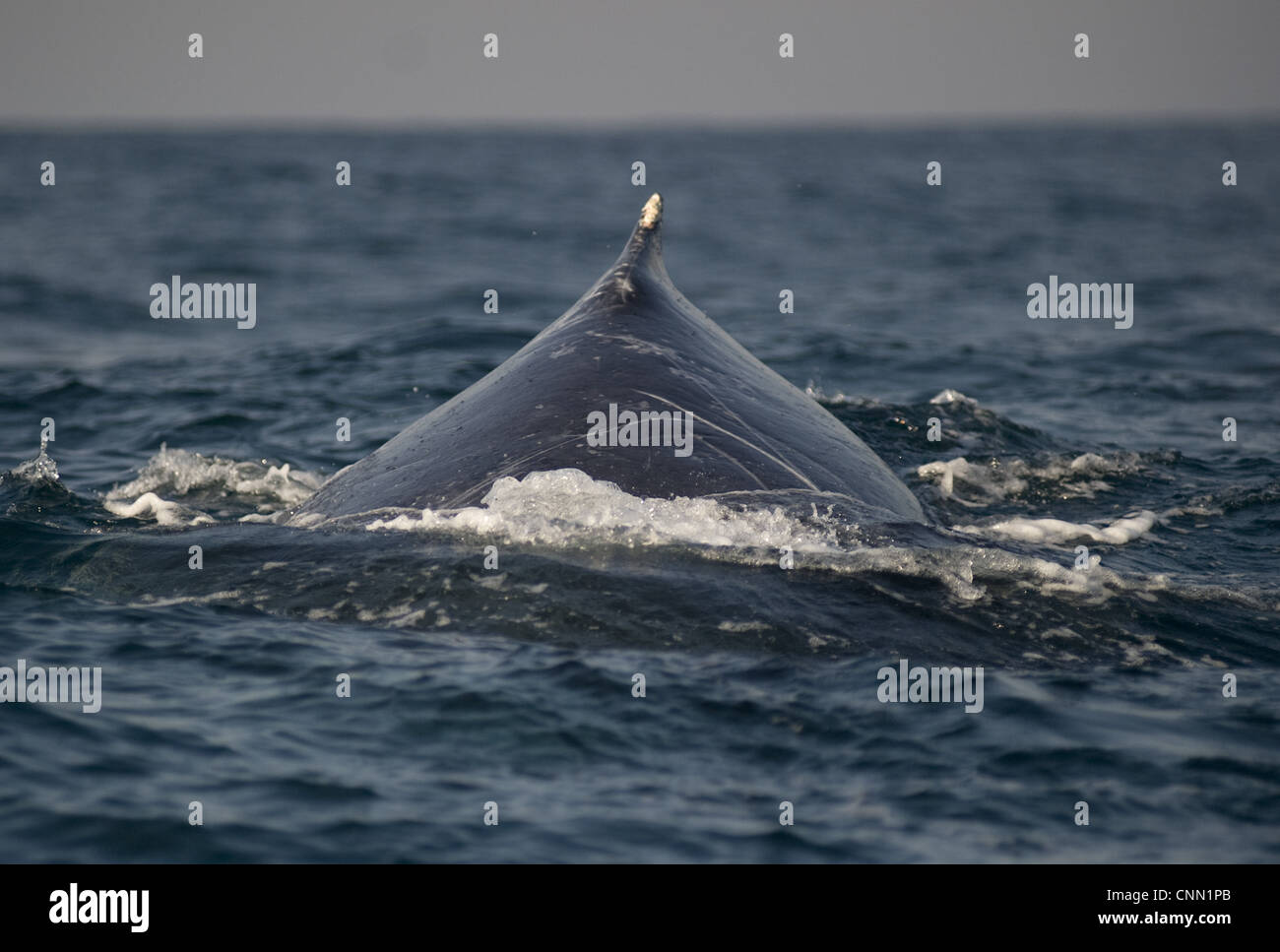 Humpback Whale Megaptera novaeangliae adult dorsal fin back scars ...