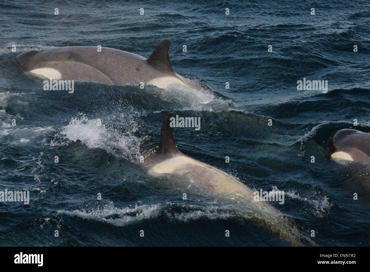 Killer Whale (Orcinus orca) Antarctic Type B, adults, pod surfacing ...