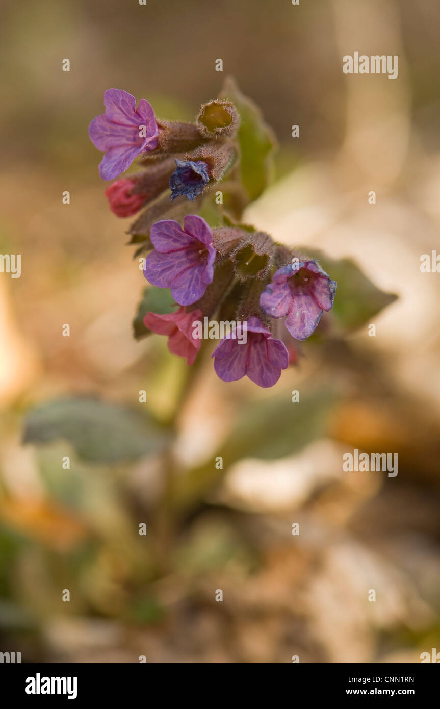 Red pulmonaria hi-res stock photography and images - Alamy