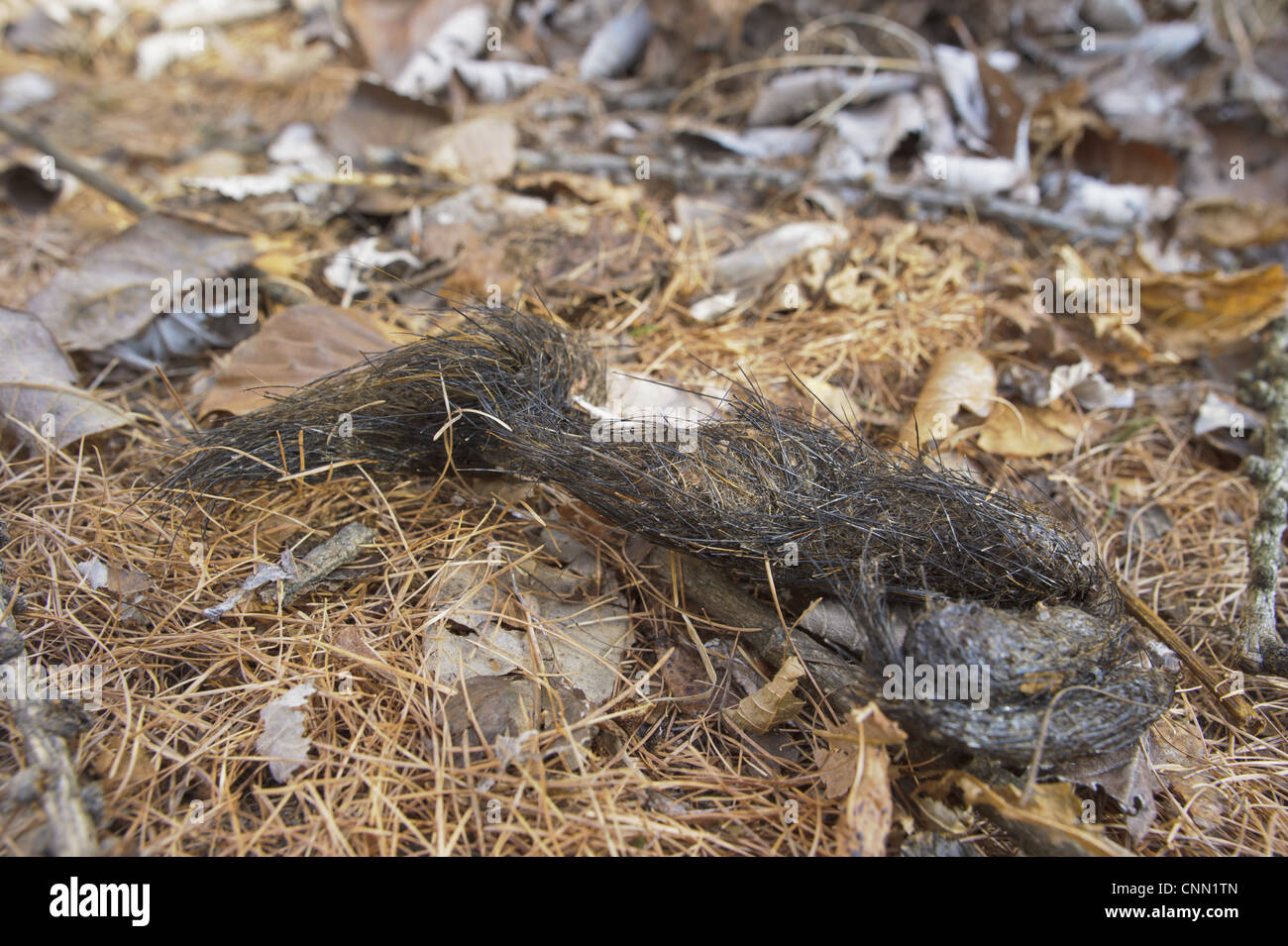 European Wolf (Canis lupus lupus) dung with hairs from prey, Ormea ...