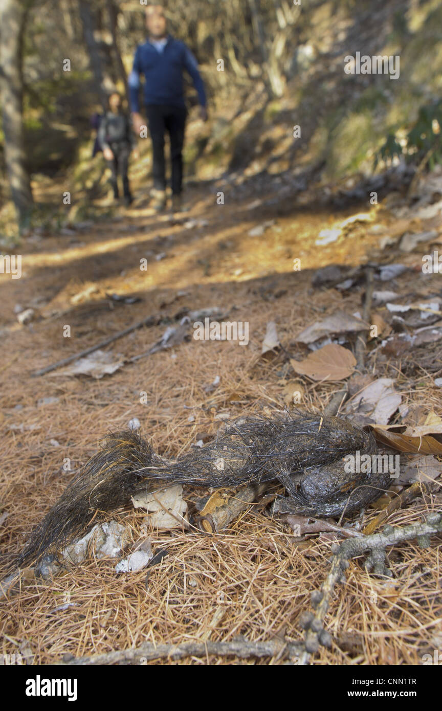 European Wolf Canis lupus lupus dung hairs prey hikers on trail in ...