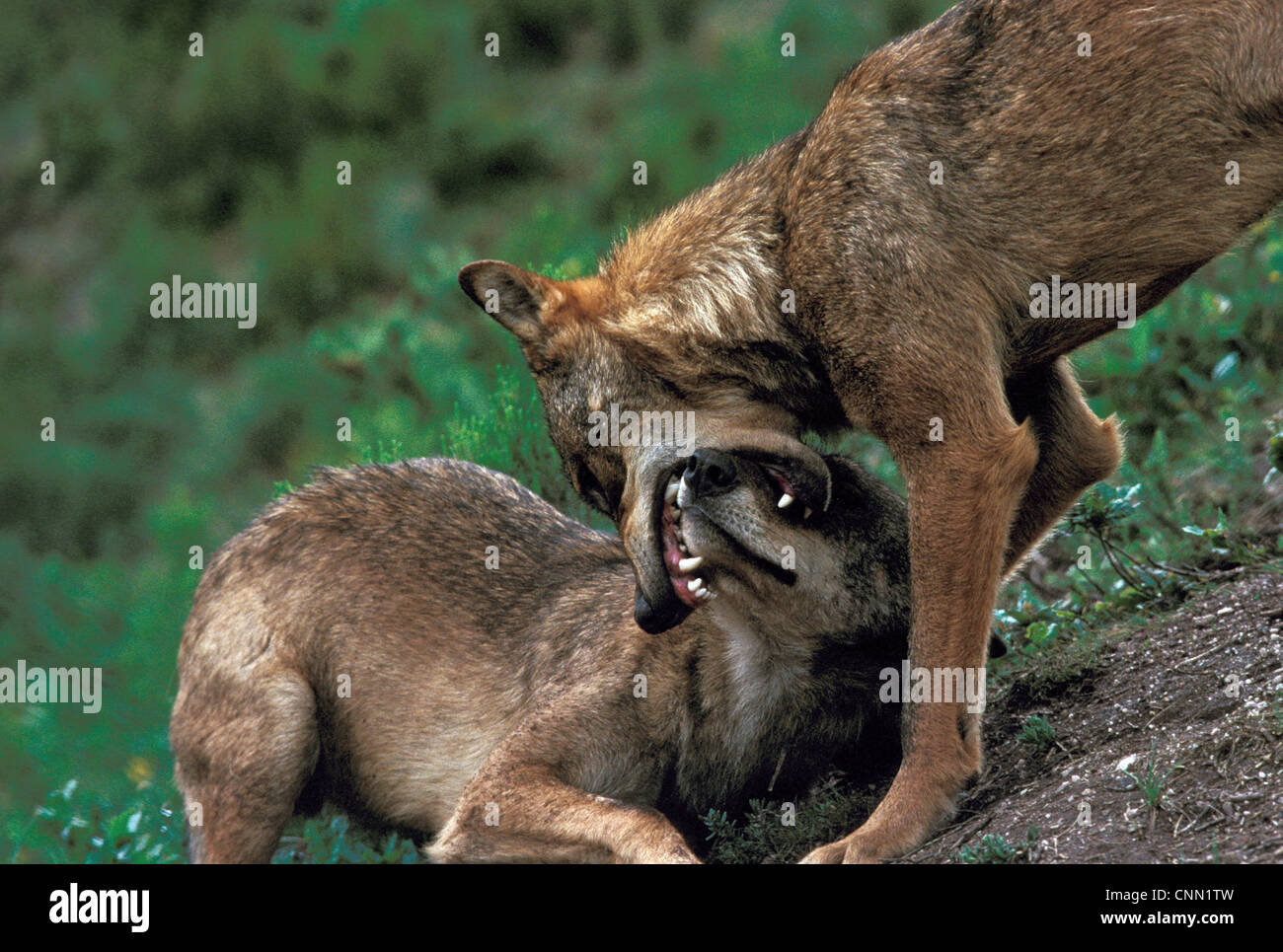 Iberian Wolf Canis lupus signatus two adults dominance interaction ...