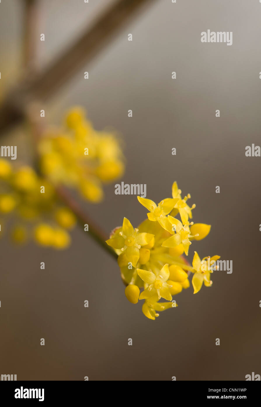 Cornus mas flower hi-res stock photography and images - Alamy