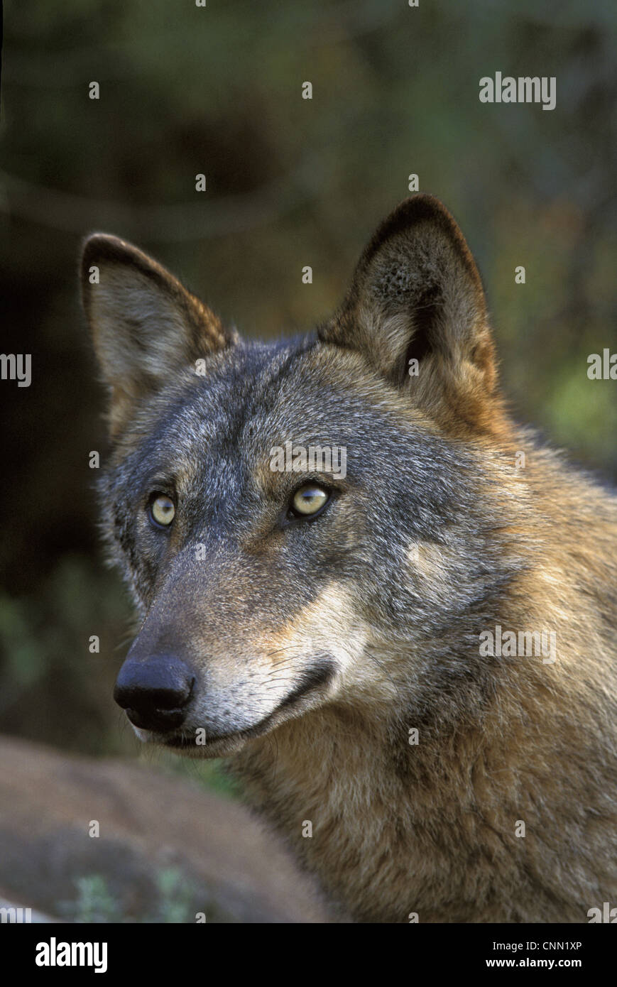Iberian wolf centre portugal hi-res stock photography and images - Alamy