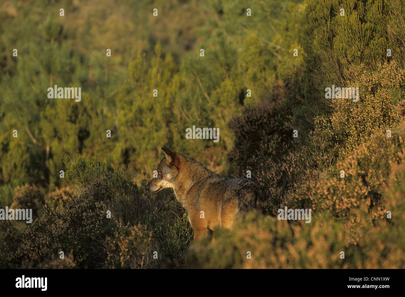 Iberian wolf centre portugal hi-res stock photography and images - Alamy